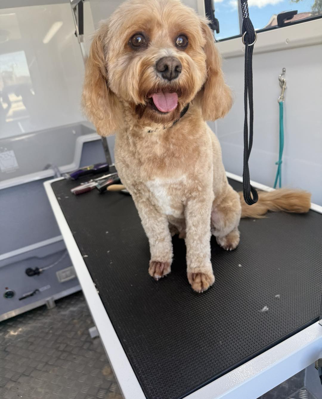 Dog Grooming Camden for Happy, Healthy Dogs - The Grooming Cartel